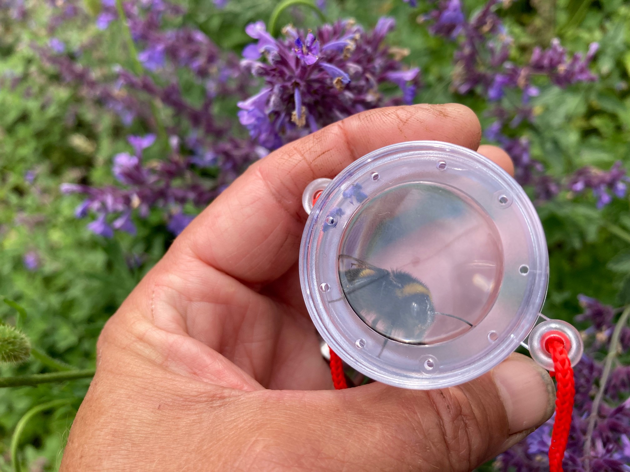 Bee Safari – The Green Jeanie