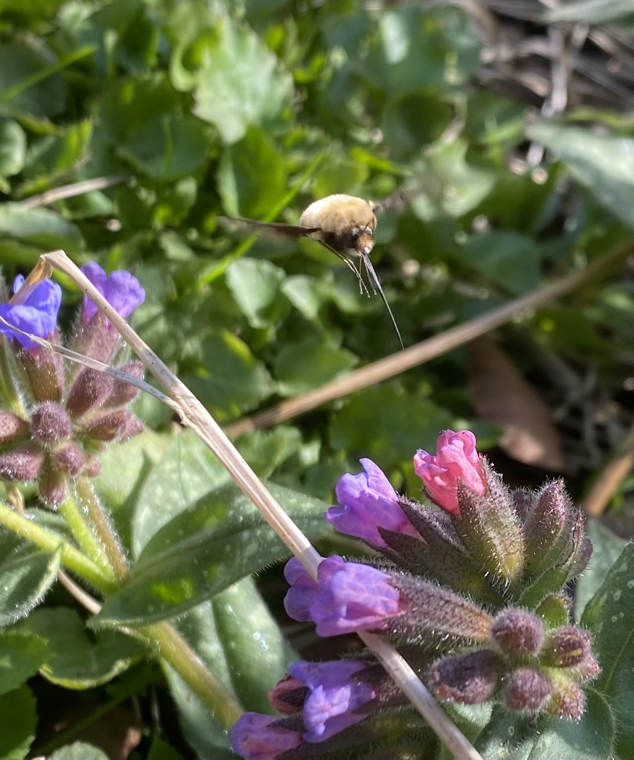 Bee fly – The Green Jeanie