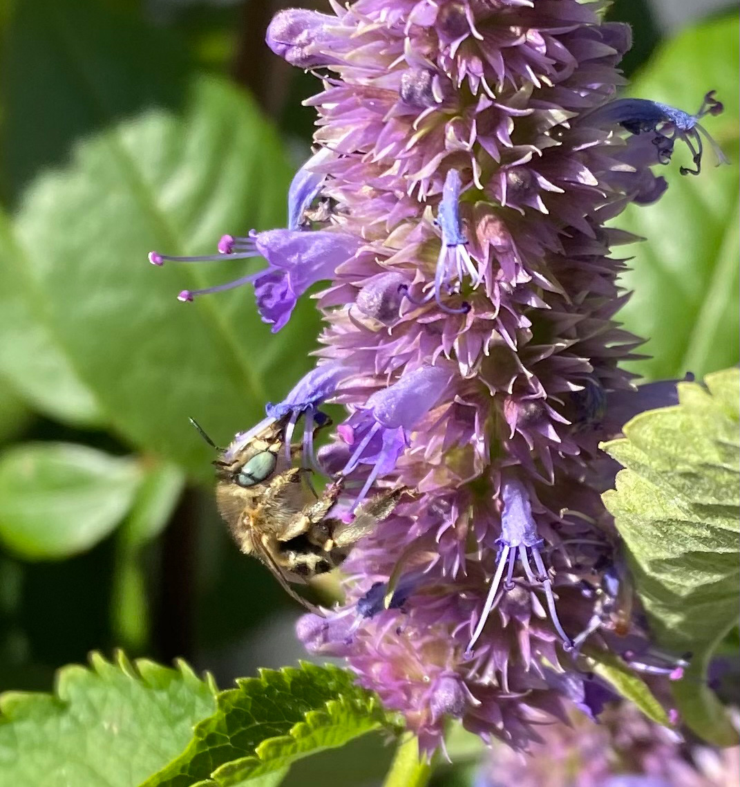 Green Eyed Flower Bee – The Green Jeanie