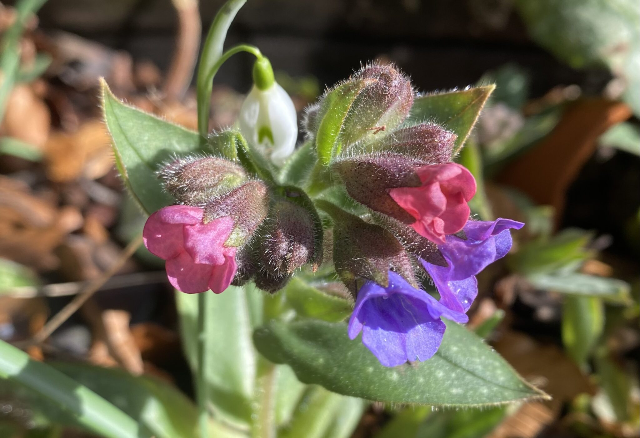 Lungwort (Pulmonaria) – The Green Jeanie